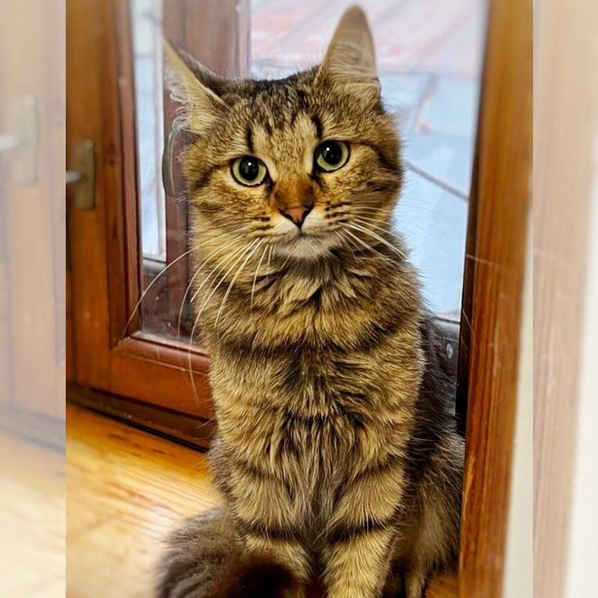 Взрослая кошка в добрые руки