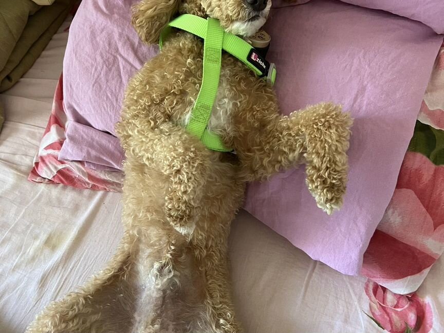 Отдам собаку в добрые руки