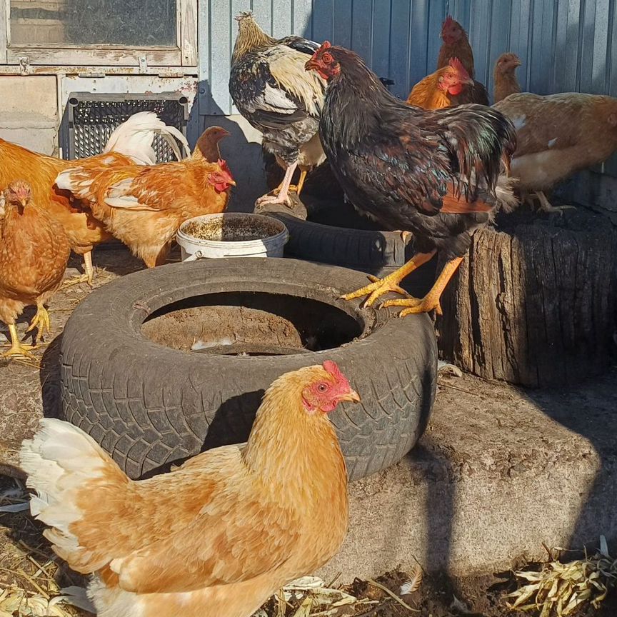 Петух Мини мясные палевые