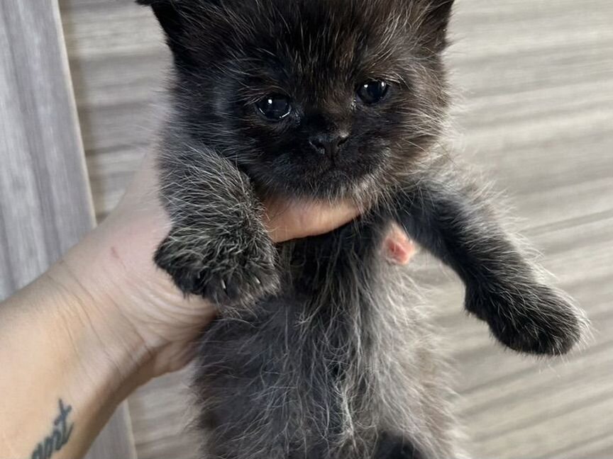 Котенок