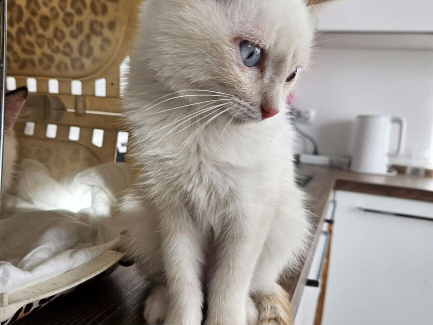 Котенок в добрые руки