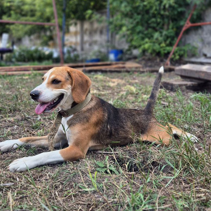 Бигль в добрые руки