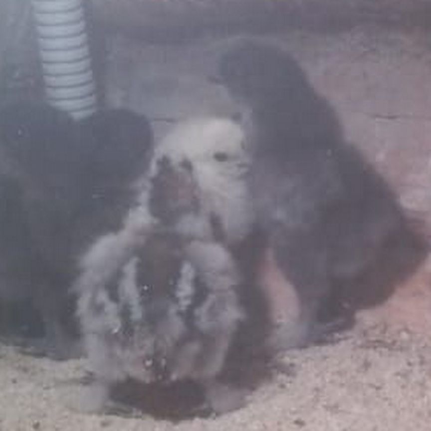 Цыплята китайские шёлковые