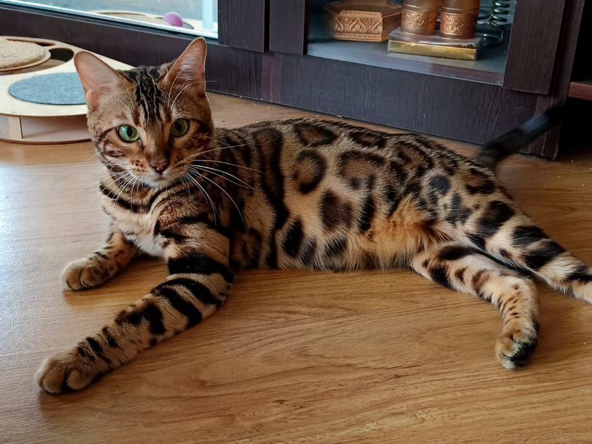 Бенгальская кошка