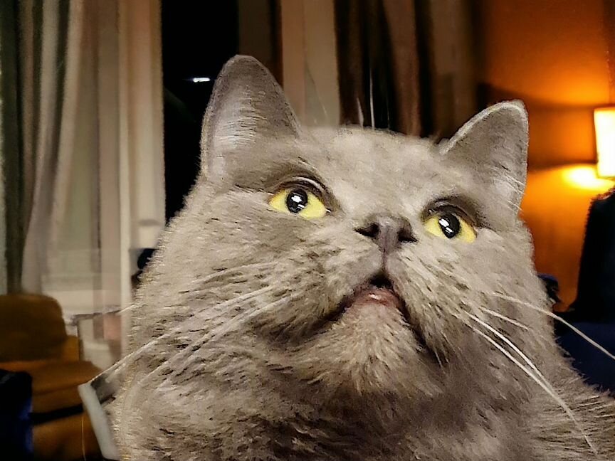 Кот ищет дом