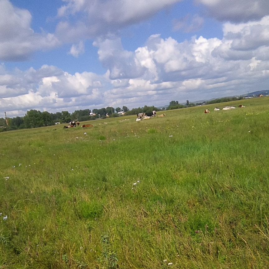 Хлеб на корм животным