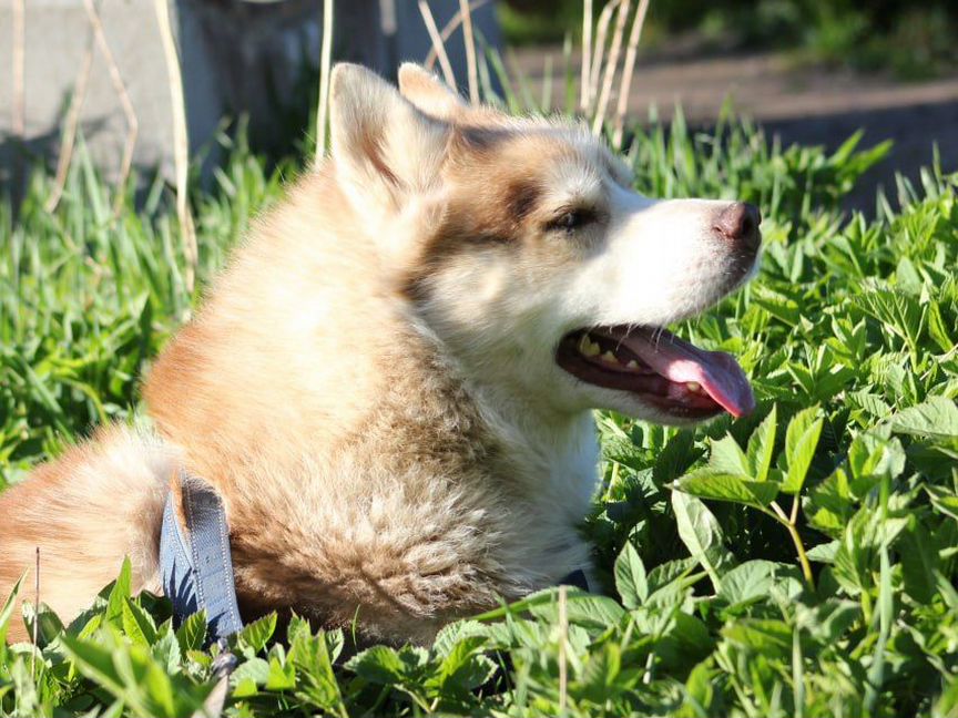 Рыжий и прекрасный хаски