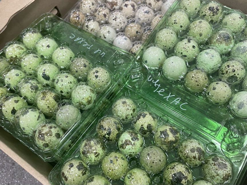 Яйцо перепела от разных пород