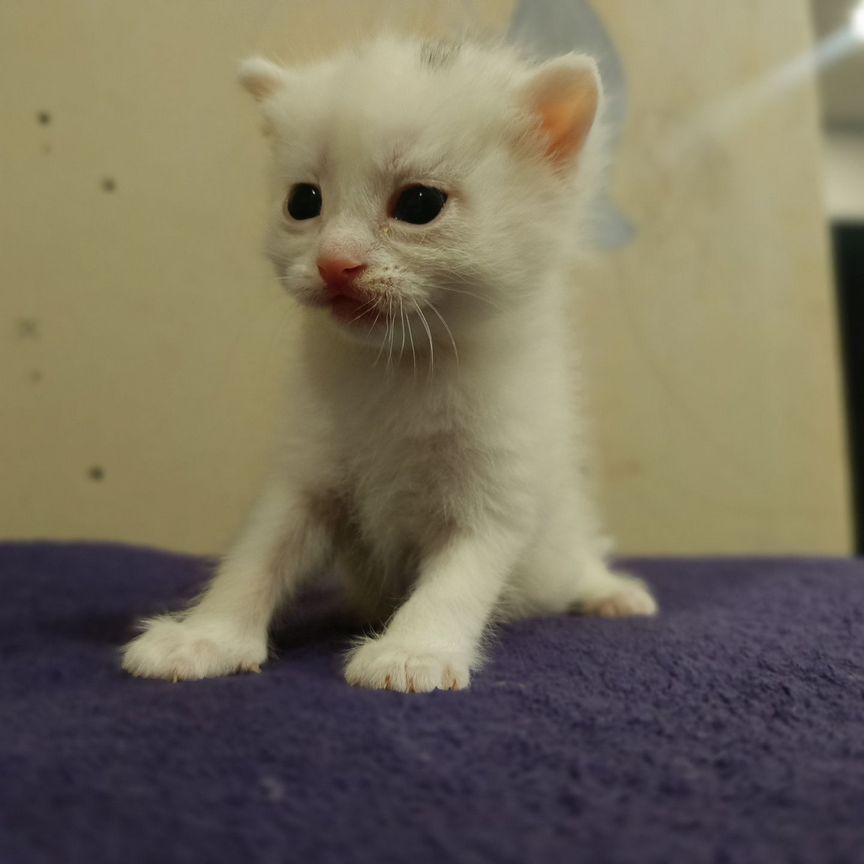 Отдам классную кошечку 1 месяц