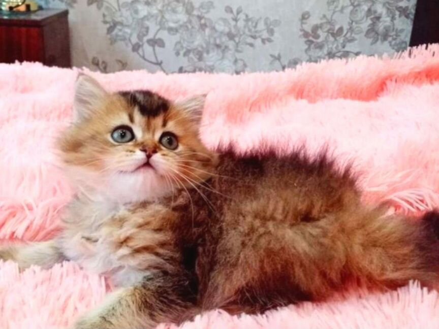 Шотландская золотая девочка хайленд страйт