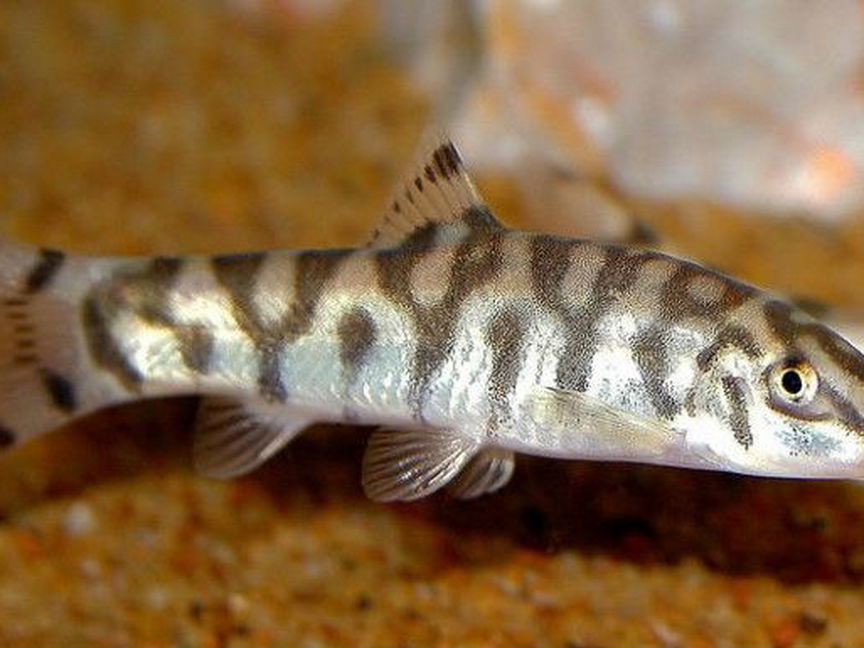 Продам боций