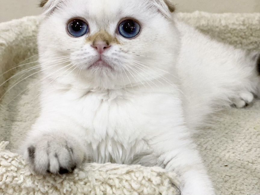 Шотландский вислоухий