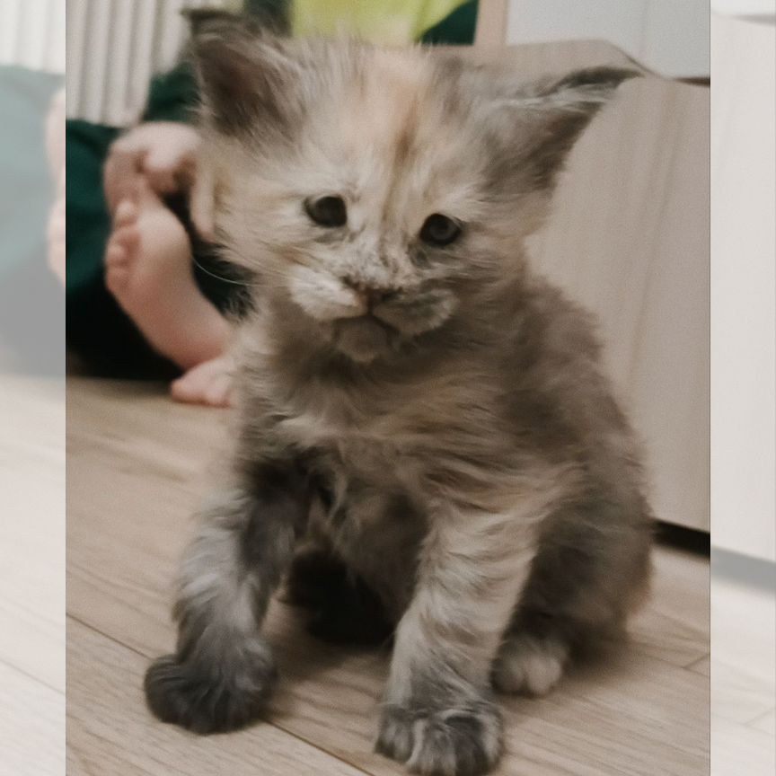 Мейн-кун котёнок