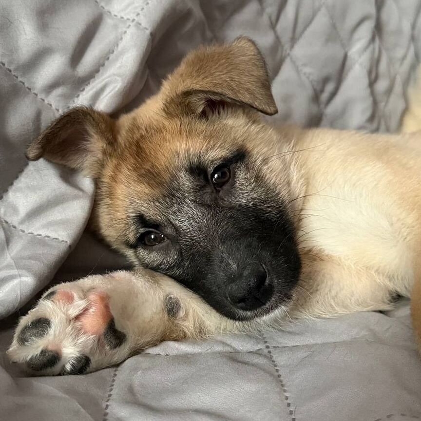 Щенок в добрые руки