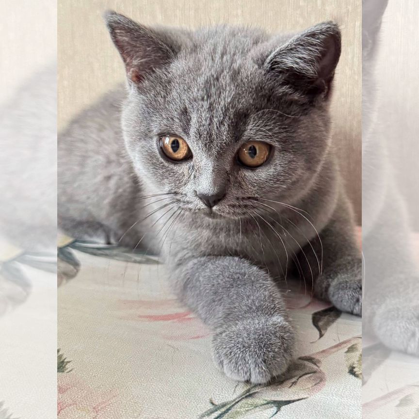 Британский котёнок-Аристократ