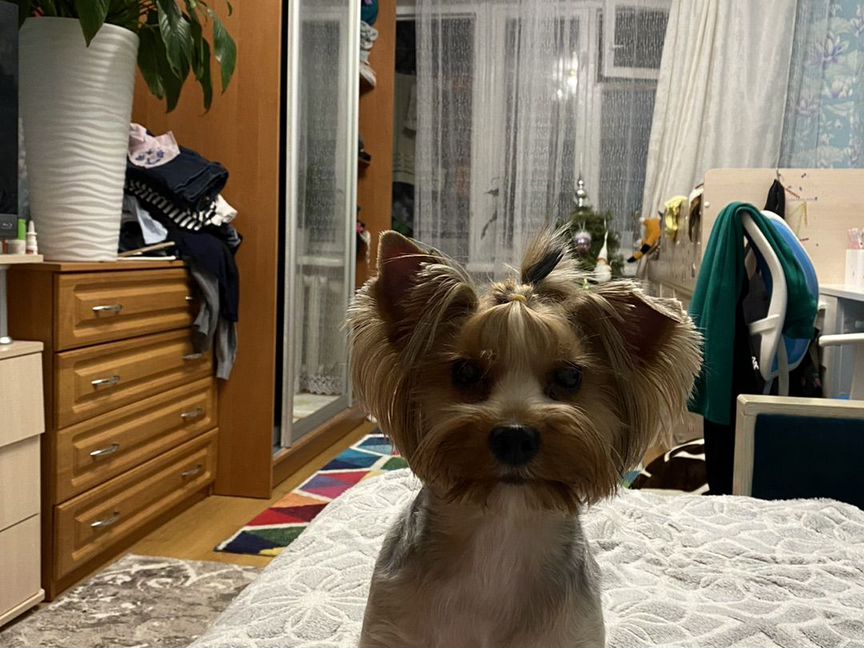 Йоркширский терьер