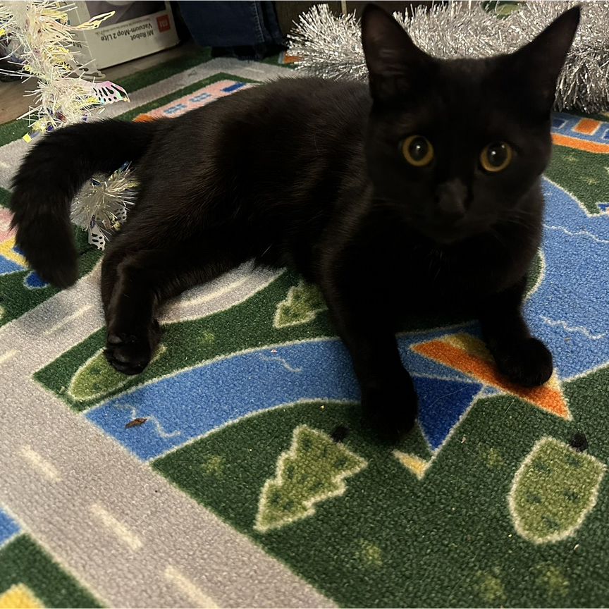 Взрослая кошка в добрые руки