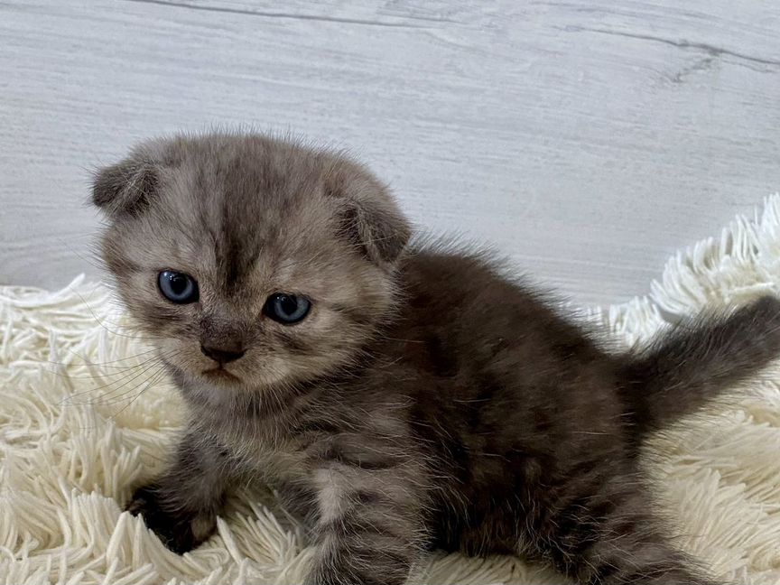 Шотландские котята