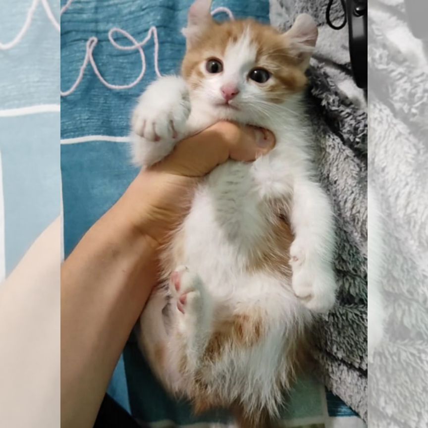 Американский кёрл