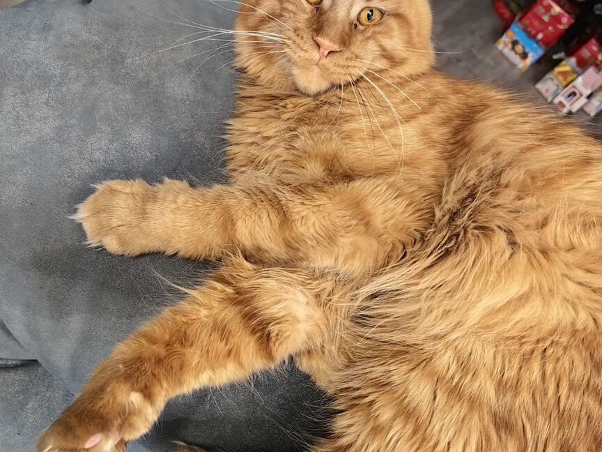 Мейн-кун вязка