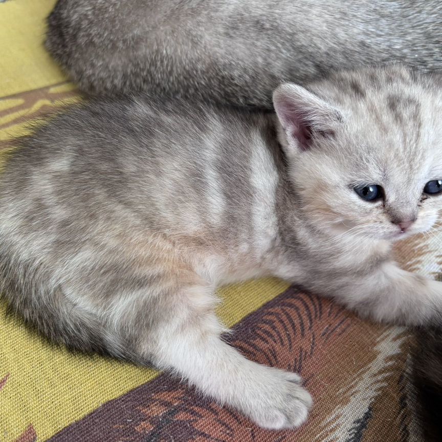 Шотландская прямоухая кошка