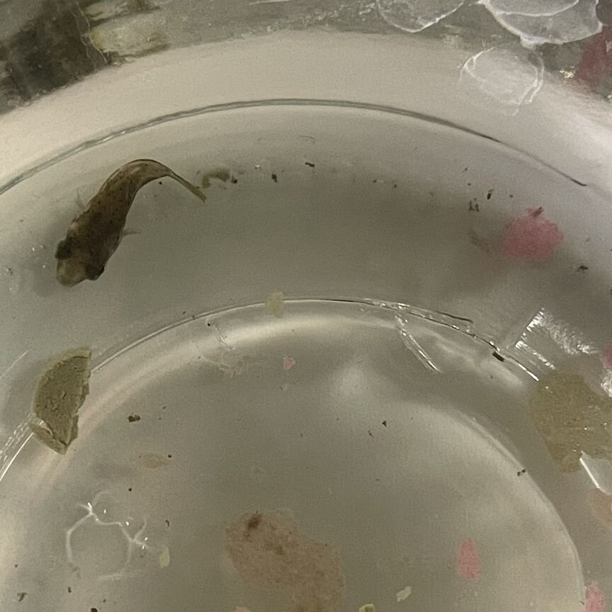 Тетрадон карликовый