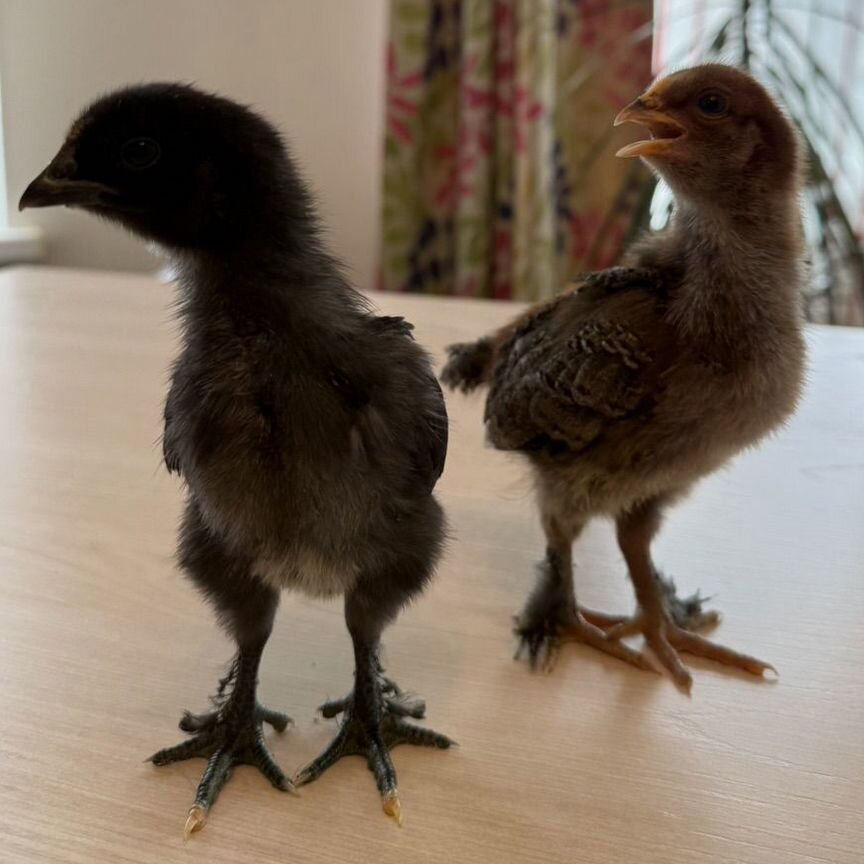 Цыплята несушки двух недельные