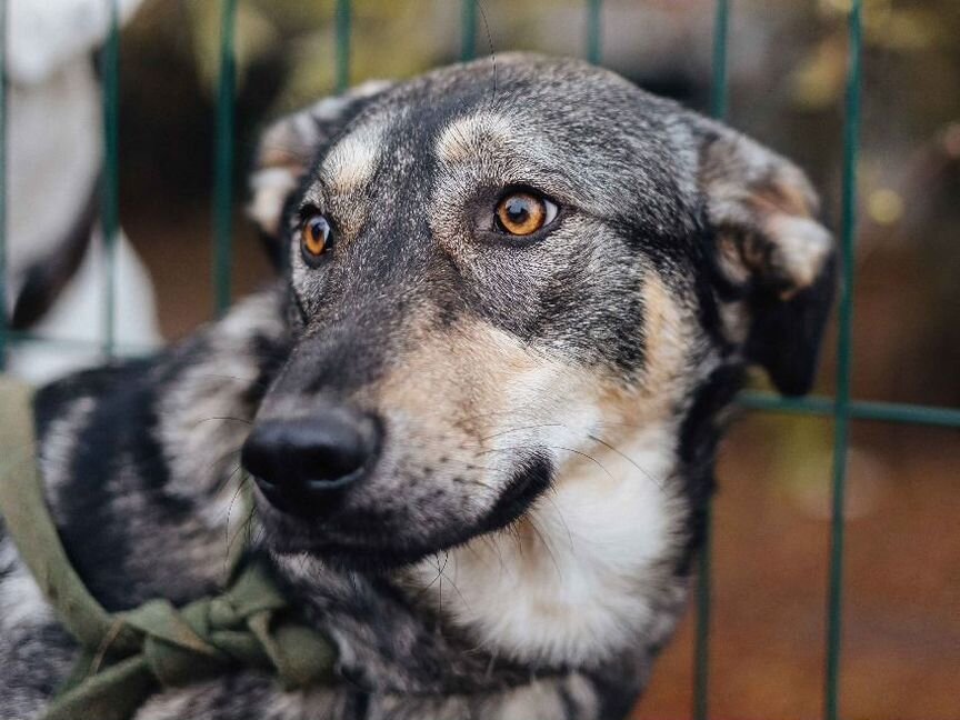 Пёсик из приюта хочет домой