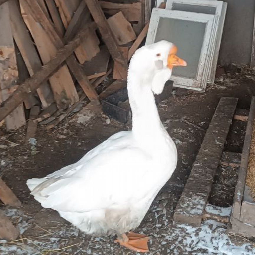 Гусь холмогорский