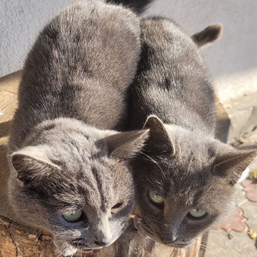 Кошки британки, полгода, ласковые