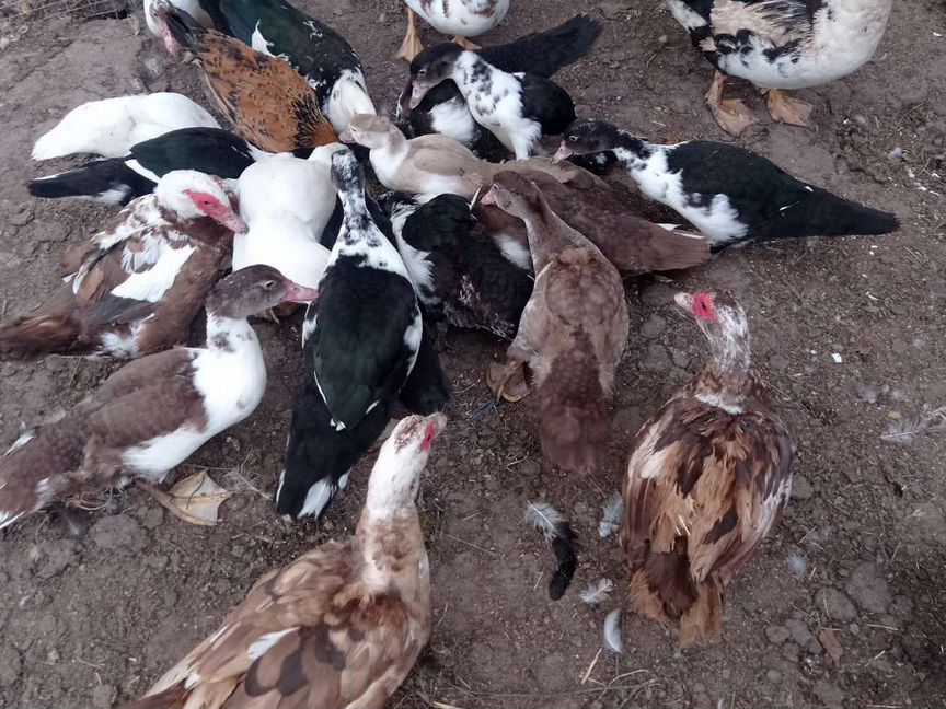 Мускусные утки