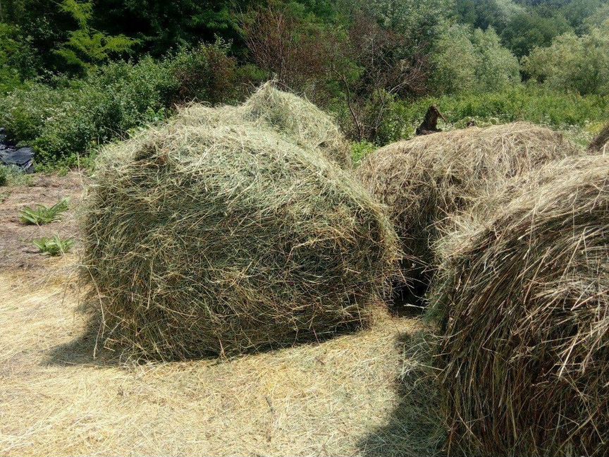 Продам сено