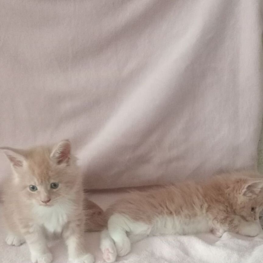 Мейн-кун котёнок