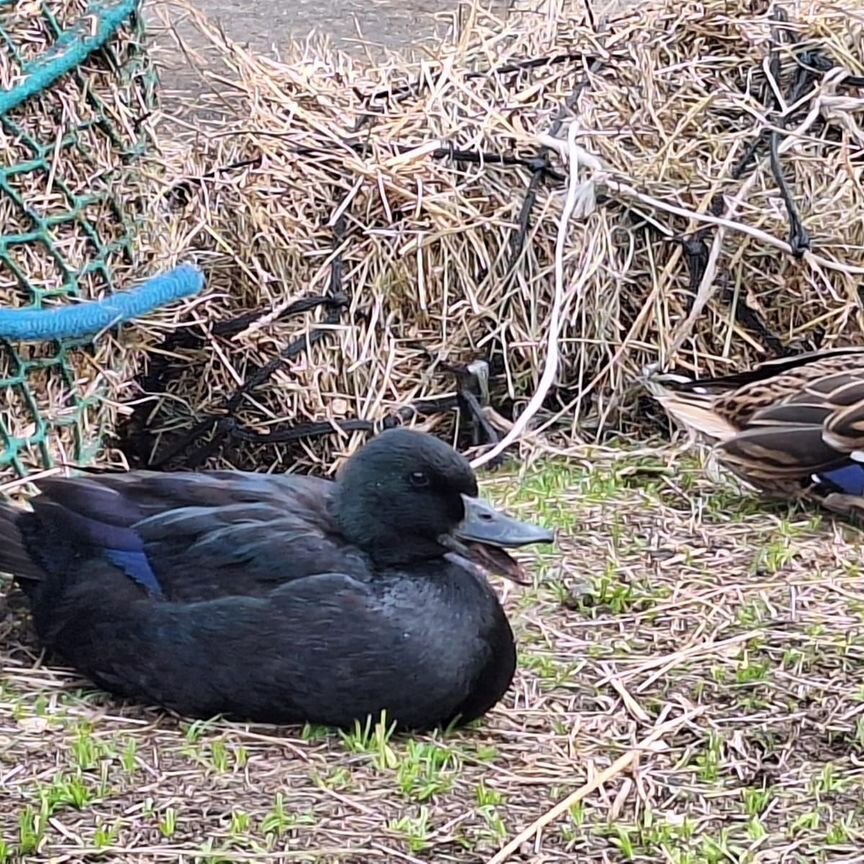 Утка изумрудная