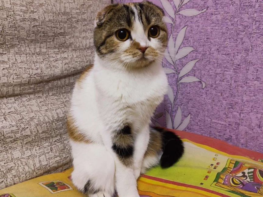 Шотландская вислоухая кошка