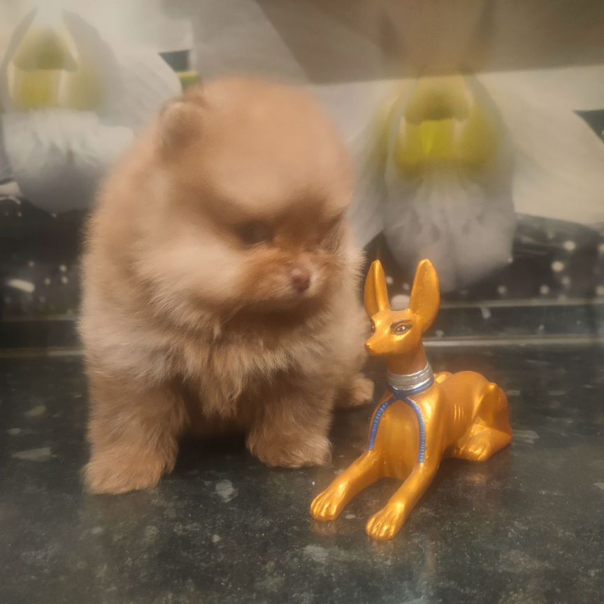 Мини Баунти