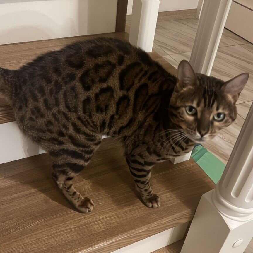 Бенгальская кошка, взрослая
