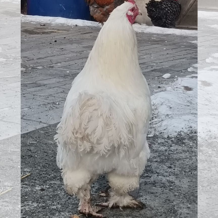 Молодые петухи