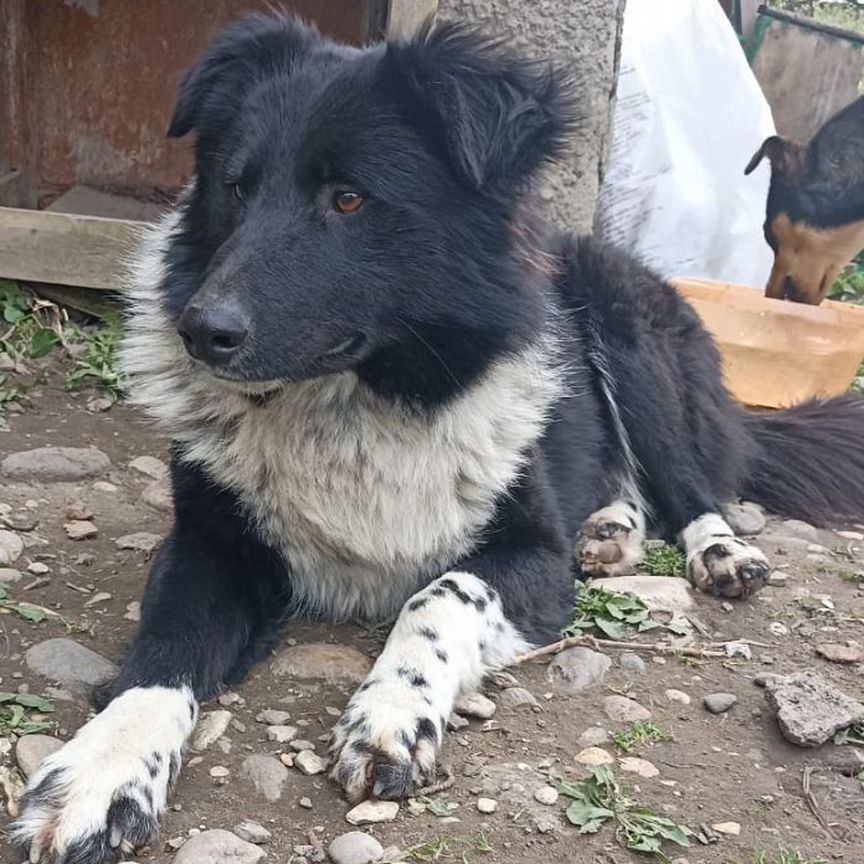 Взрослый пёс в добрые руки