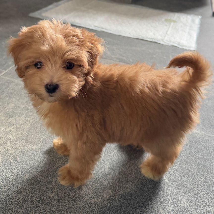 Мальтипу, щенок