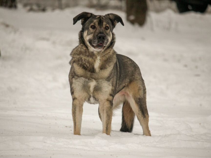 В добрые руки Грета