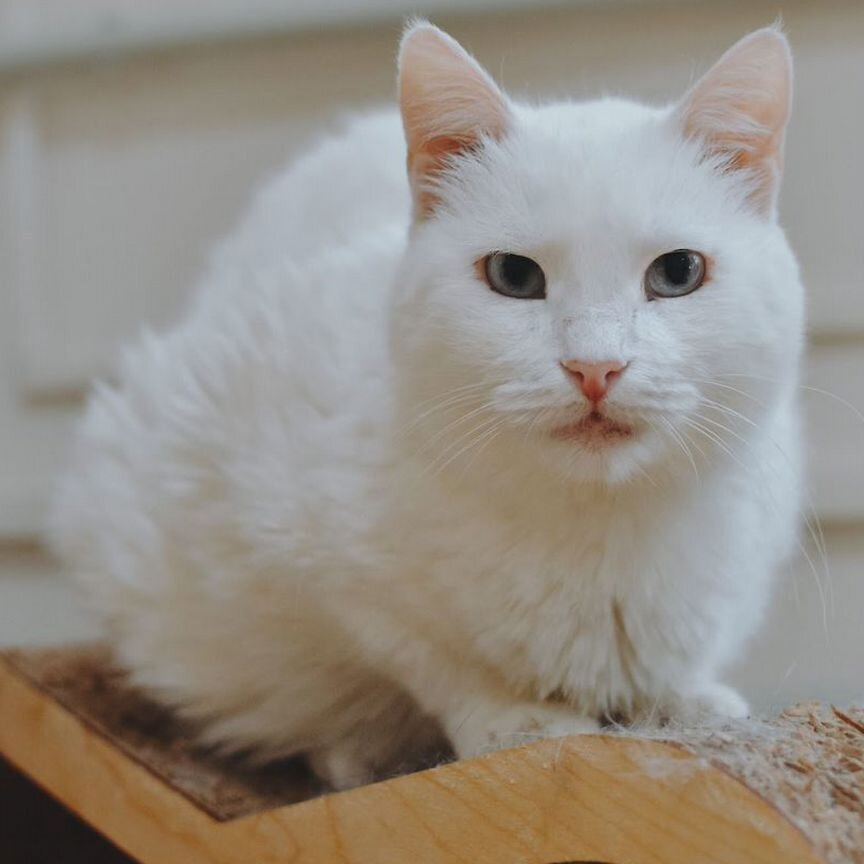 Эльза-самая нежная кошечка на свете