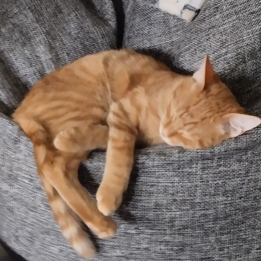 Рыжий котенок