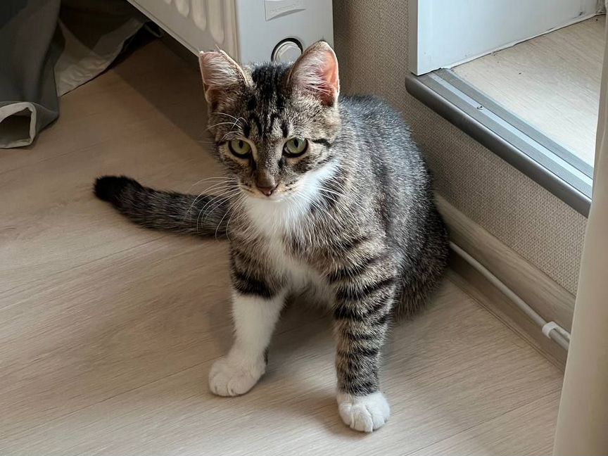 Котенок ищет дом
