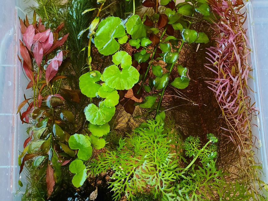 Набор растений в аквариум