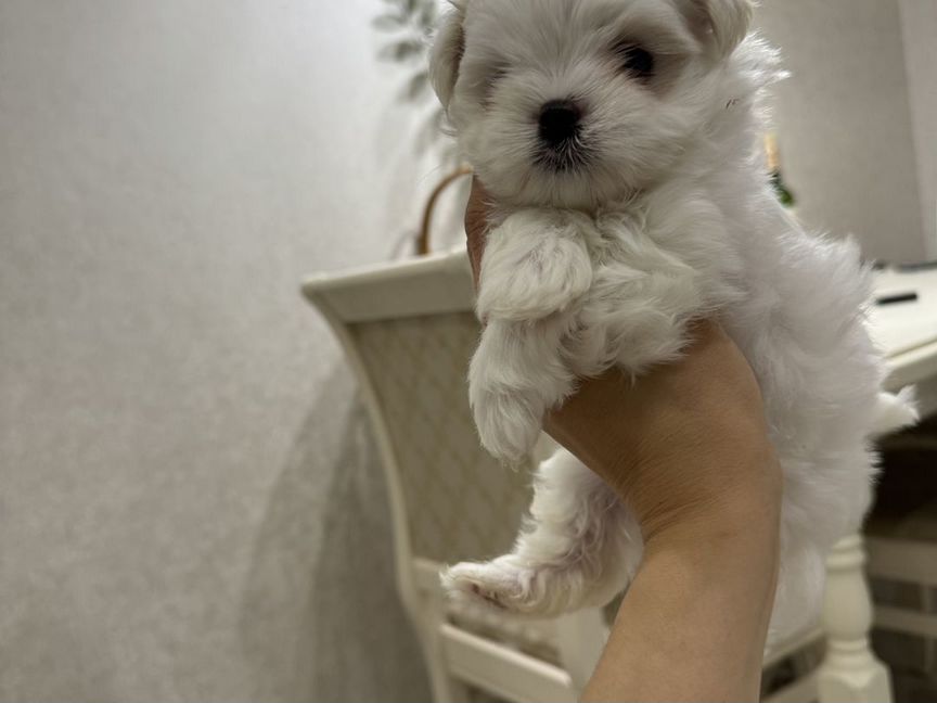 Щенки мальтийской болонки (мальтезе)