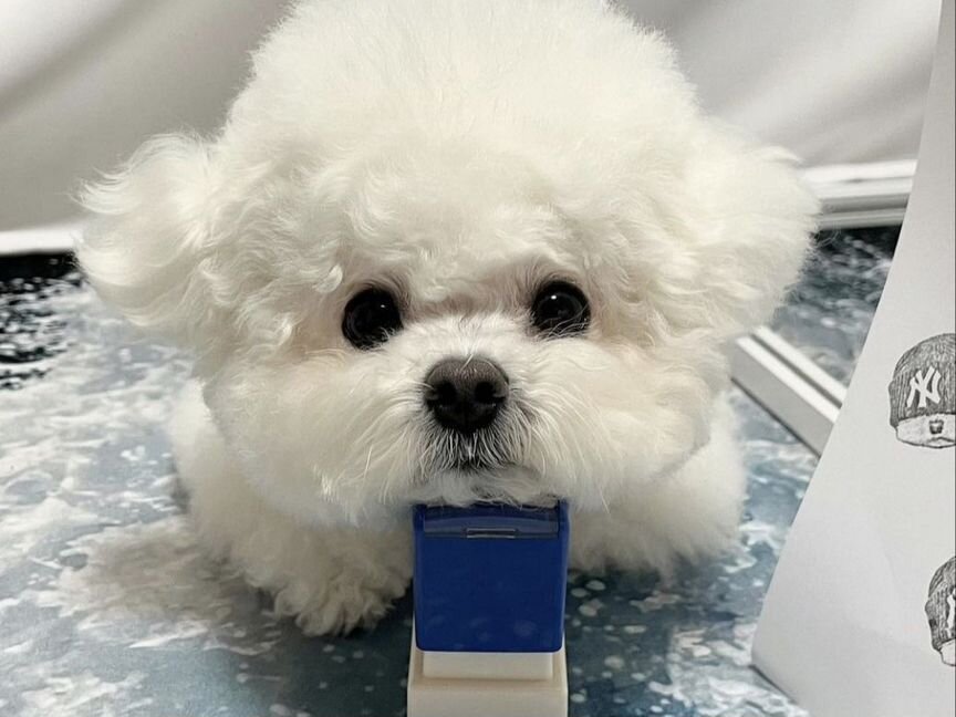 Продам щенков Бишон Фризе