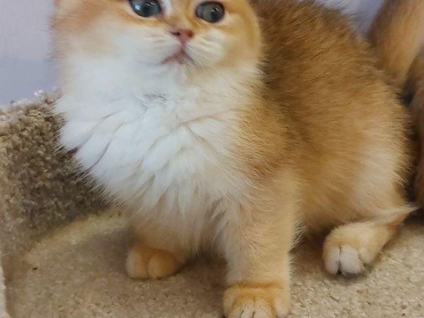 Британочка 3 мес