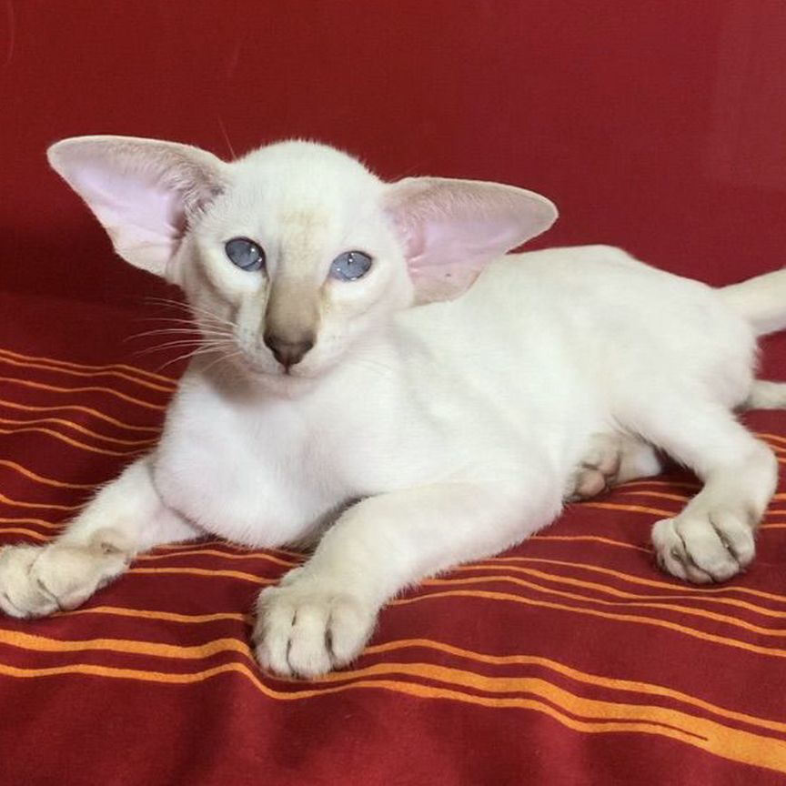 Сиамский котёнок