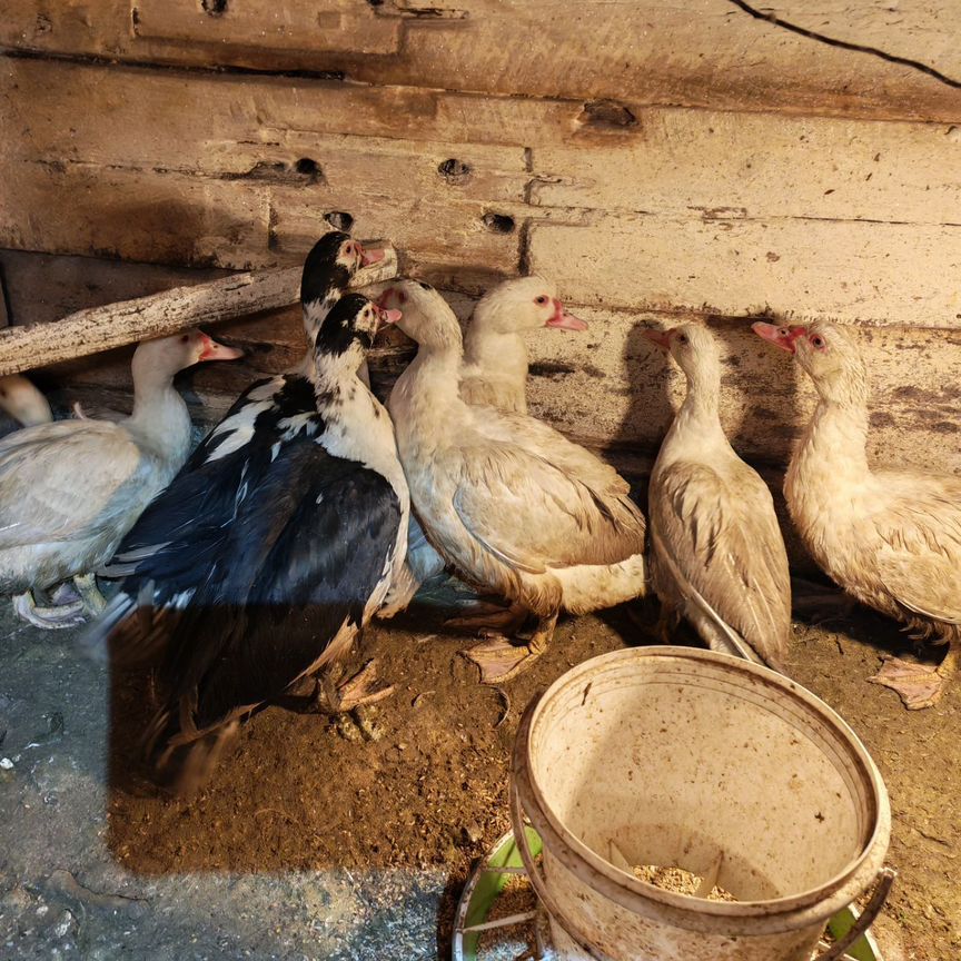 Индоутки(селезни и уточки)